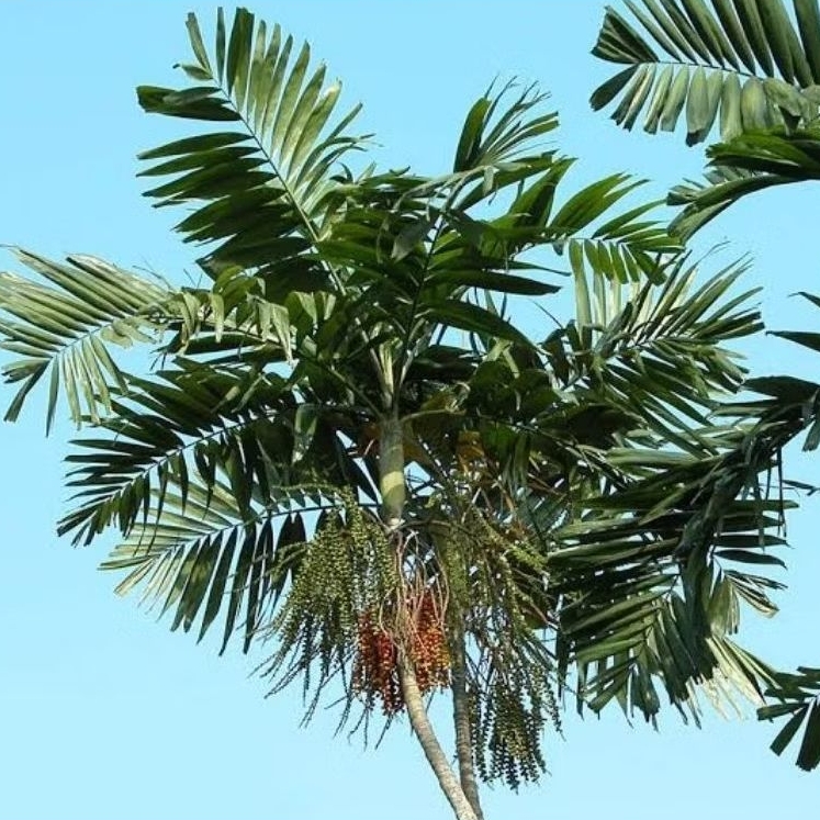 Jual Benih / Biji Palem / Palm Seeds: Ptychosperma macarthurii ...