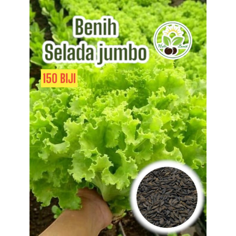 Jual 150 BIJI~BENIH SELADA JUMBO | Shopee Indonesia