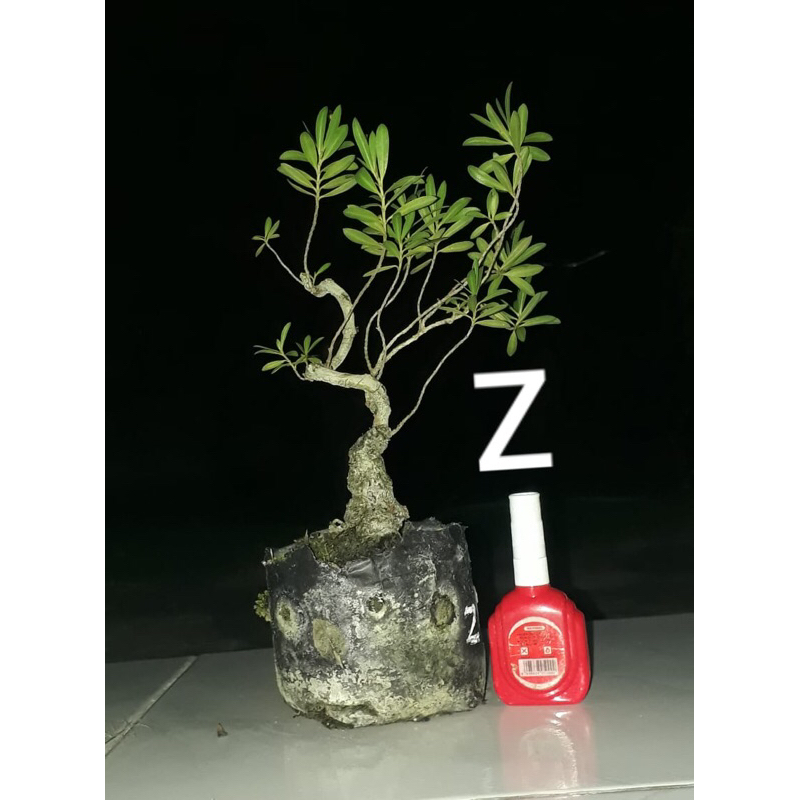 Jual Santigi Z | Shopee Indonesia