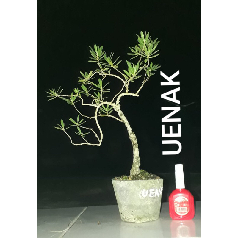 Jual Santigi UENAK | Shopee Indonesia