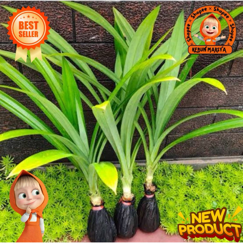 Jual Beli 10 Gratis 1 Tanaman Pandan Wangi Pohon Pandan Wangi Hidup ...