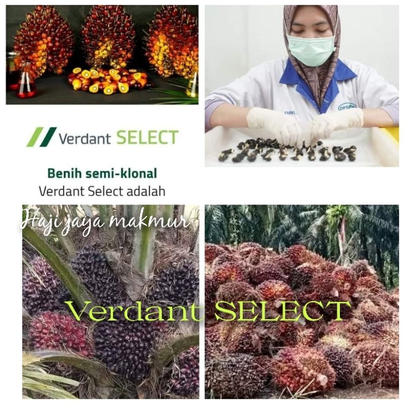 Jual Bibit Benih Kecambah Sawit VERDANT SELECT (150 butir) | Shopee ...