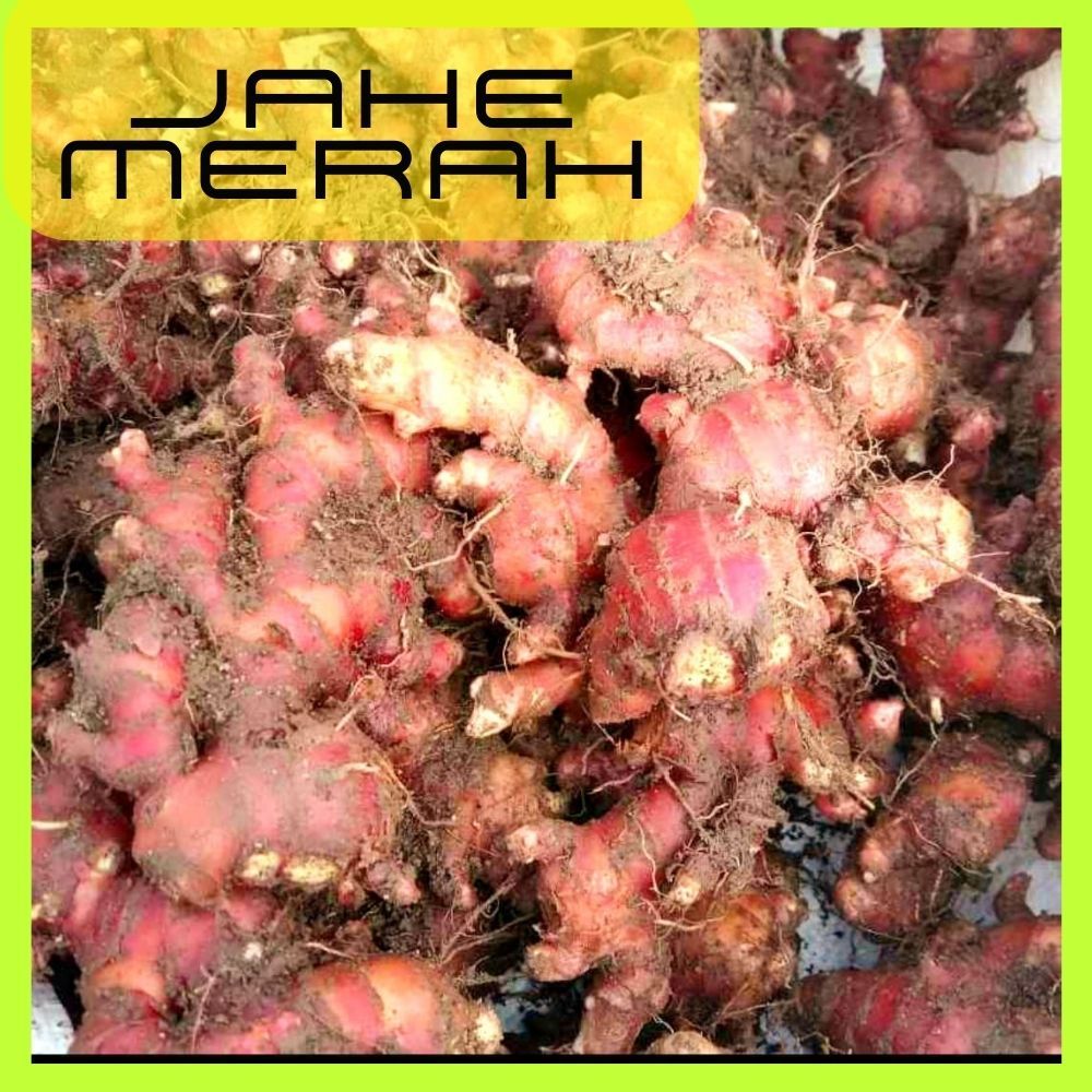 Jual jahe merah 1kg jahe merah segar jahe merah jahe merah segar 1kg ...