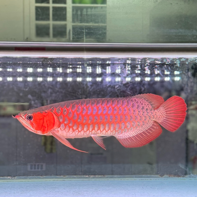 Jual ikan arwana super red 50an cm merah merona sirip dayung panjang ...
