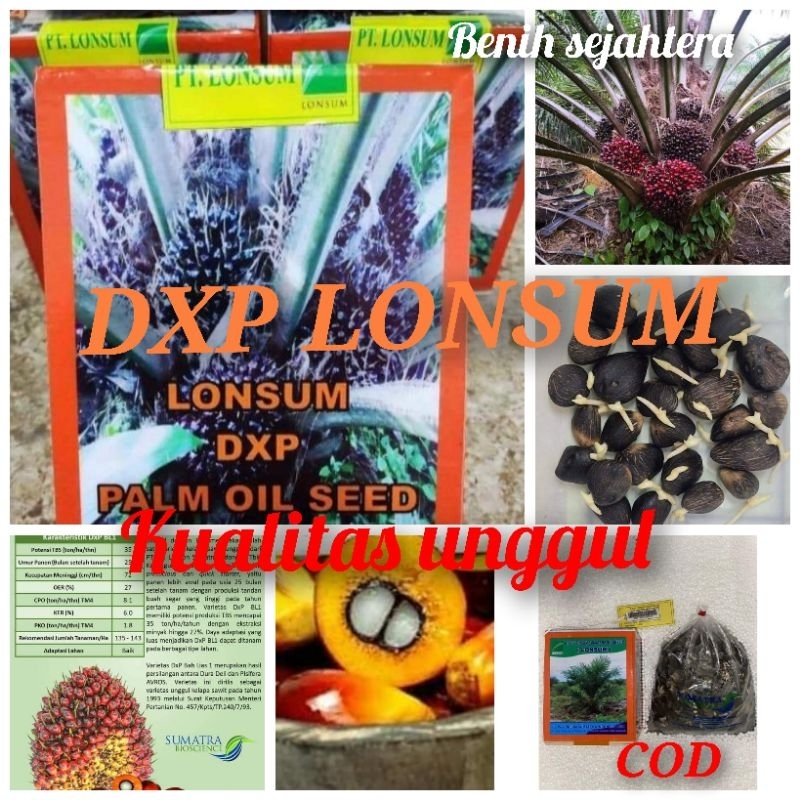 Jual Bibit Benih Kecambah Sawit DXP LONSUM bah lias (150 butir ...