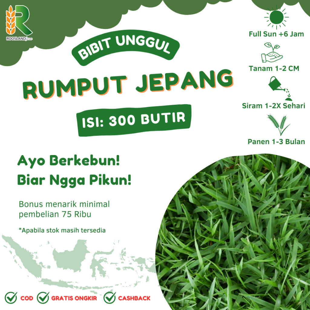 Jual (300 BUTIR) BENIH BIJI RUMPUT JEPANG UNTUK TAMAN KUALITAS PREMIUM ...