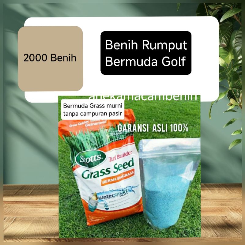 Jual Benih Rumput Bermuda /RUMPUT GOLF/TAMAN/HALAMAN | Shopee Indonesia