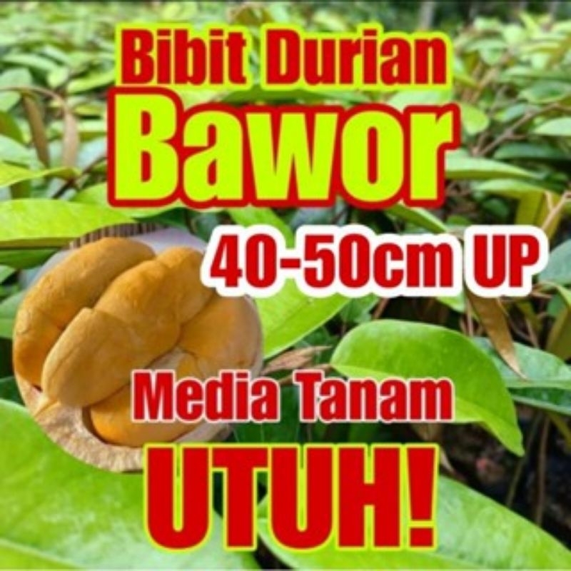 Jual bibit durian full media ukuran 50-70cm | Shopee Indonesia