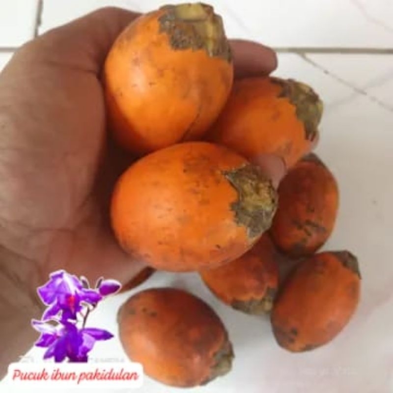 Jual buah pinang tua/1kg | Shopee Indonesia