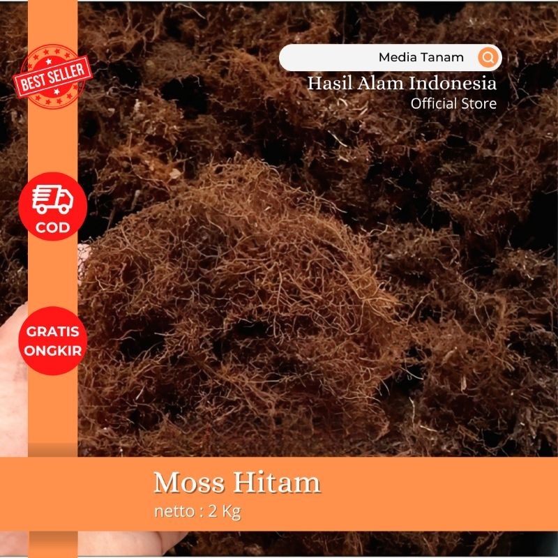 Jual Media tanam mos hitam akar kadaka media anggrek 2 Kg | Shopee ...