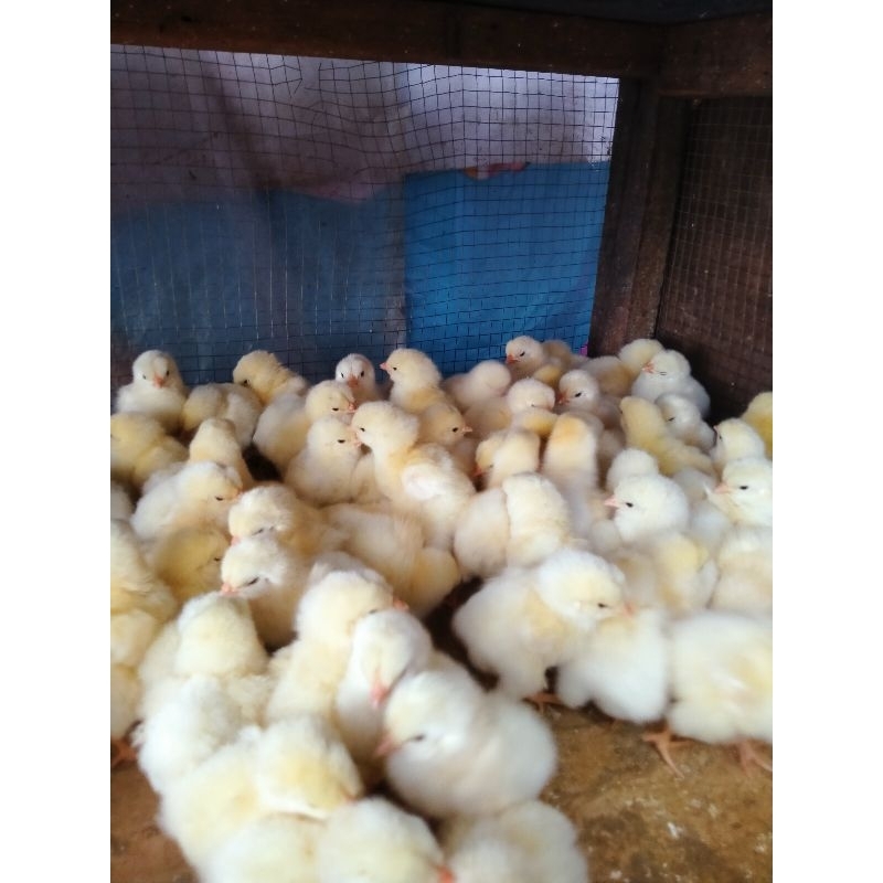 Jual Bibit ayam Broiler - Doc Broiler - doc broiler - anak ayam broiler ...
