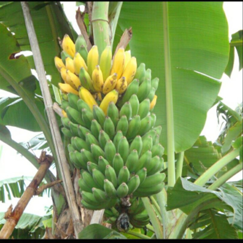 Jual pisang raja bulu asli manis 1kg | Shopee Indonesia