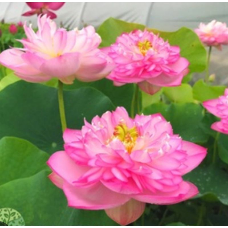 Jual Tanaman bunga Seroja. tanaman lotus. tanaman air | Shopee Indonesia