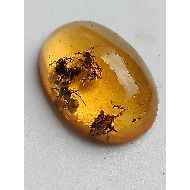 Jual Batu Posil Getah Katilayu Semut | Shopee Indonesia