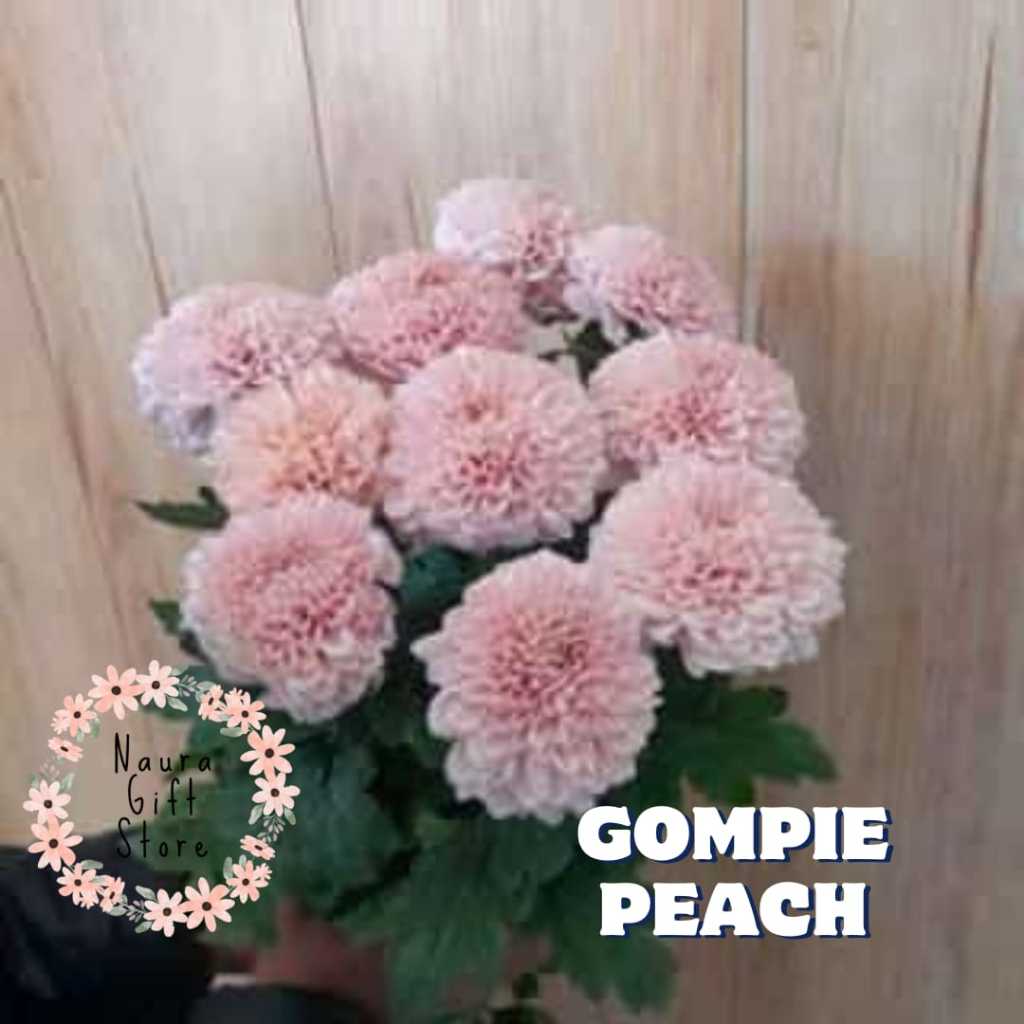Jual bunga gompie berbagai warna fresh flower. | Shopee Indonesia