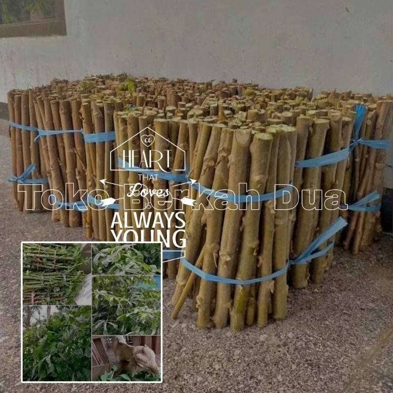 Jual PAKET MURAH BIBIT TELO PAPUA FREE ONGKIR | TELO PAPUA SEGAR CEPAT ...
