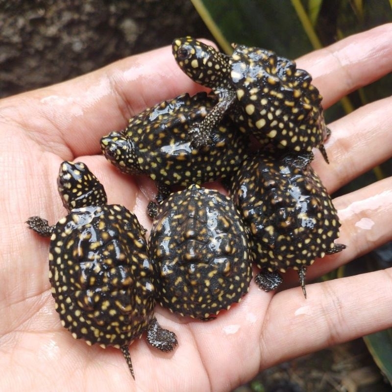 Jual KURA KURA AIR Hamiltoni Polkadot | Shopee Indonesia