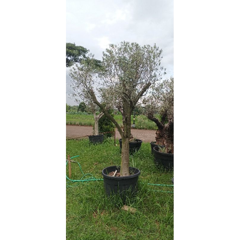 Jual pohon zaitun olive tree harga berbeda_beda harga termurah | Shopee ...