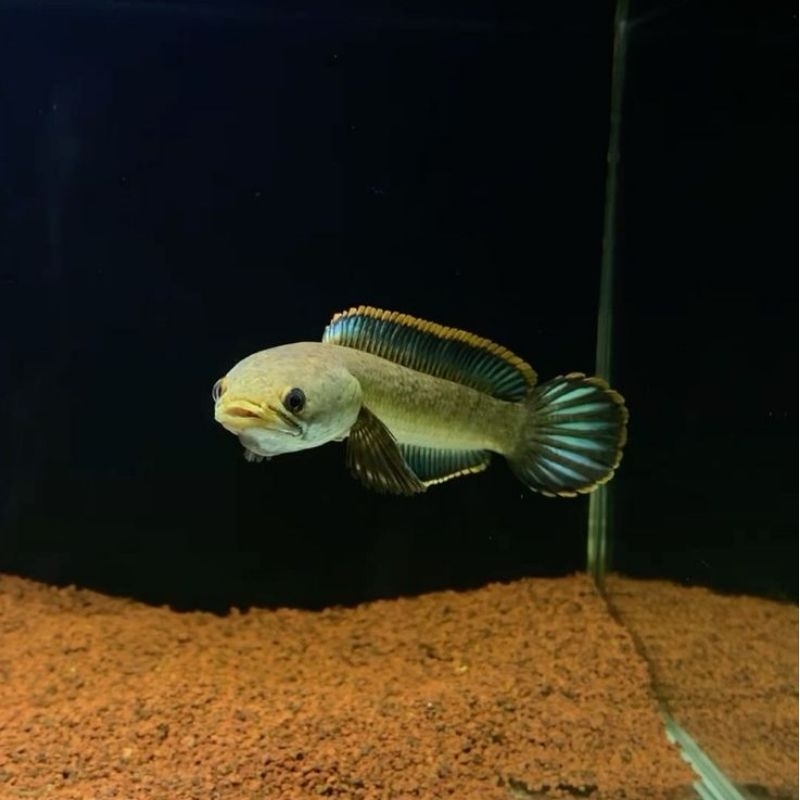 Jual sticker channa limbata | Shopee Indonesia