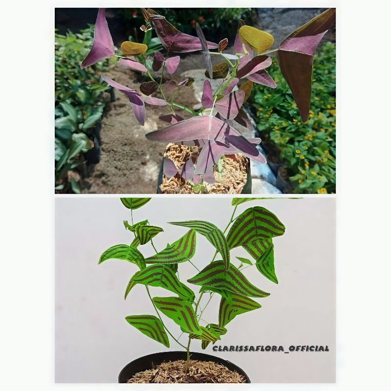 Jual Promo paket 2 jenis tanaman hias oxalis butterfly batik ( hijau ...