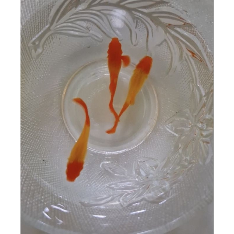Jual stiker guppy albino koi gen red ear | Shopee Indonesia
