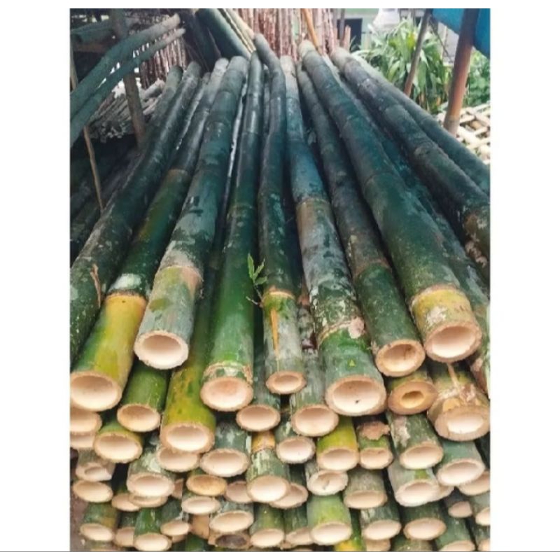 Jual jual bambu bulat bahan kerajinan bisa buat layangan bambu bulat ...