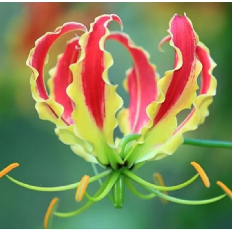 Jual 5 UMBI BUNGA SUNGSANG(GLORIOSA SUPERBA) | Shopee Indonesia