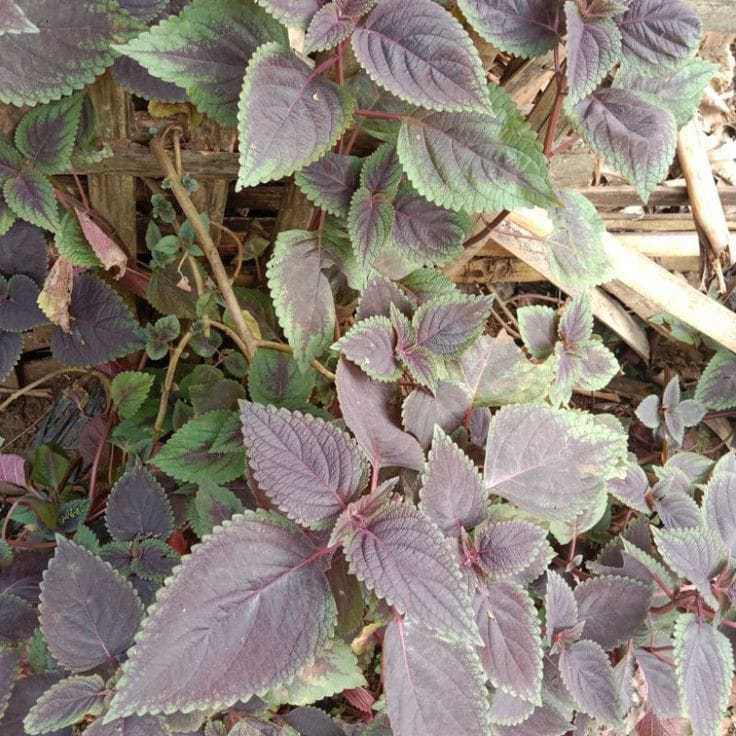 Jual Daun jawer kotok (Pithecellobium jiringa) | Shopee Indonesia