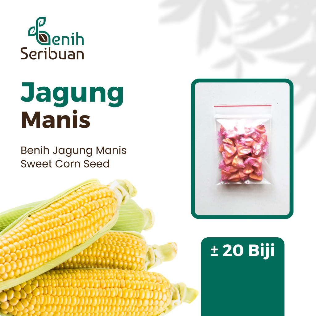 Jual Benih Seribuan - 20 Benih Sayuran Jagung Manis Unggul | Shopee ...