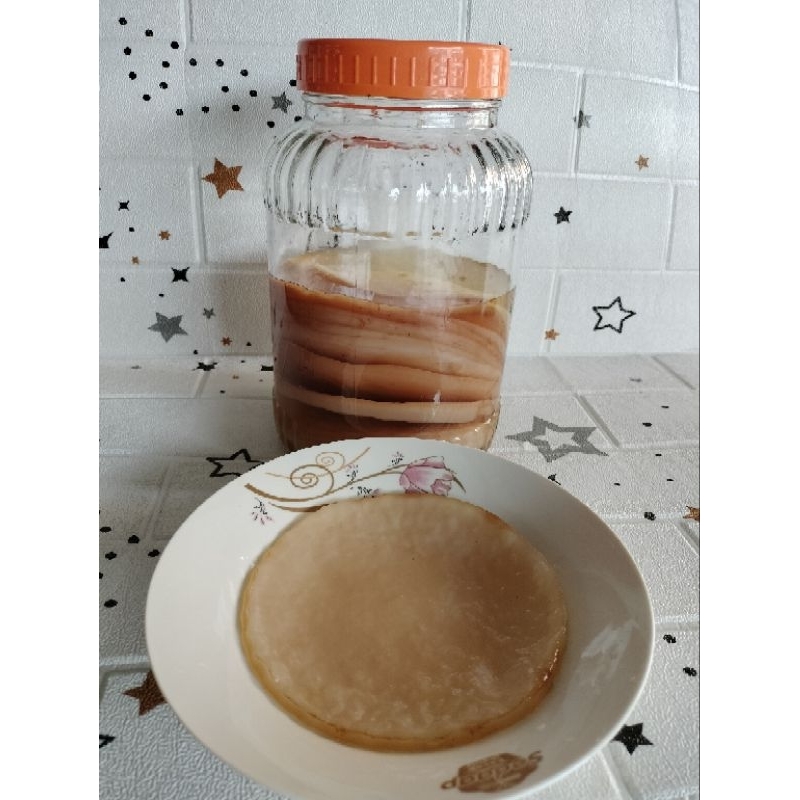 Jual Jamur Scoby Kombucha Premium 13-14 cm Tebal + stater | Shopee ...