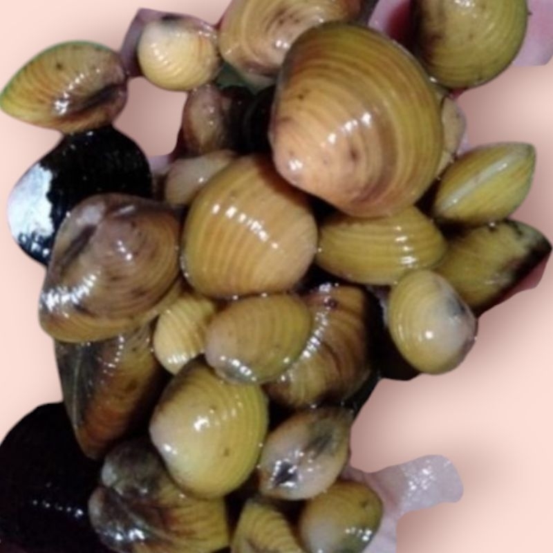 Jual kerang kali remis 1kg obat penyakit kuning /liver laya hidup 1kg ...