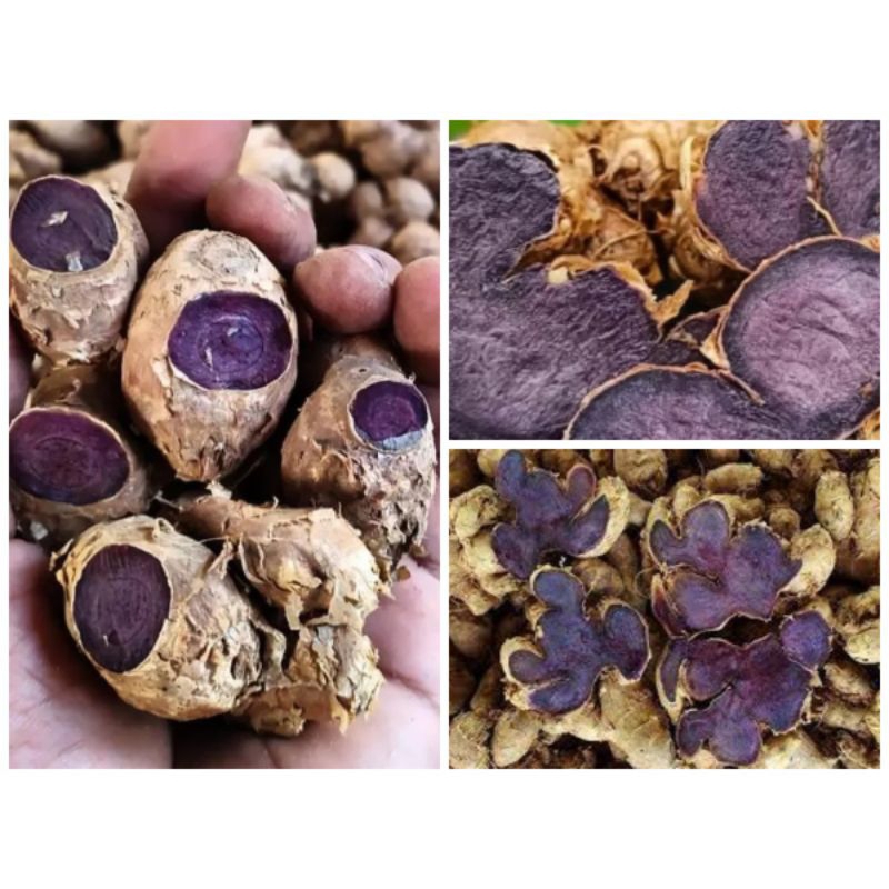 Jual kunyit hitam asli banyak manfaat dan khasiatnya 500gram | Shopee ...