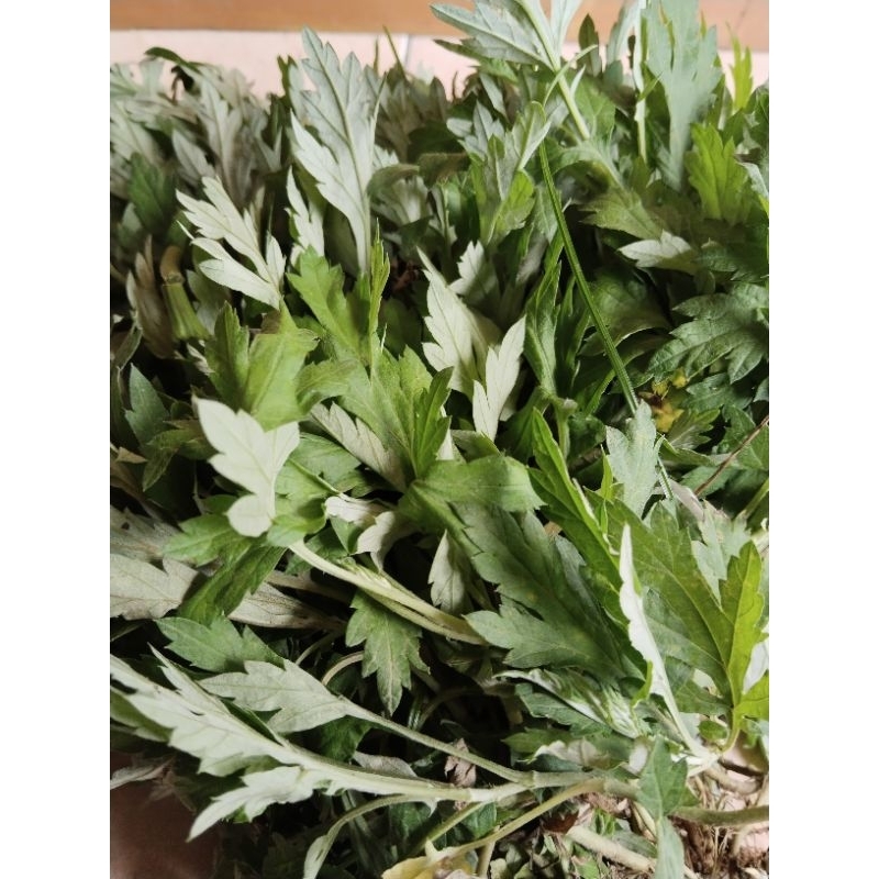 Jual daun baru cina daun lokat mala/daun mugwort fress 1kg | Shopee ...