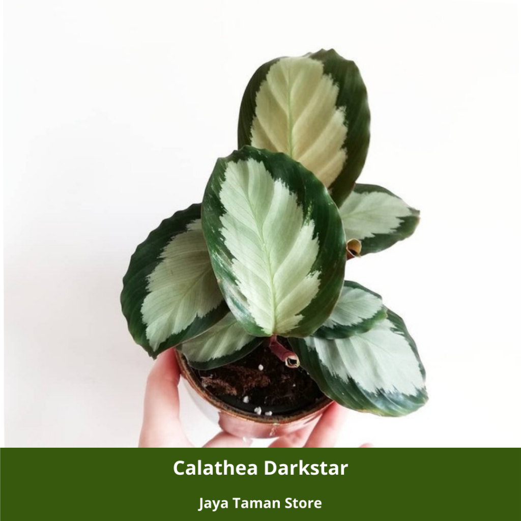 Jual Promo COD!!! Tanaman Hias Calathea Darkstar - Bunga Hias Calatea ...