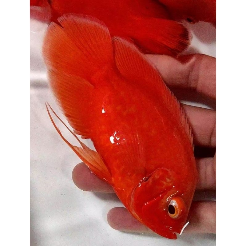 Jual OSCAR RED CHILI ORIGINAL 11-12CM (3JARI) | Shopee Indonesia