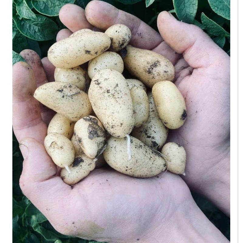 Jual baby potatp/kentang kecil/kentang rendang/kentang rindil dieng ...