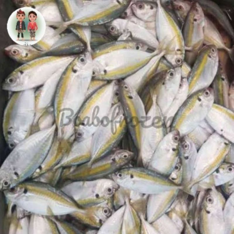 Jual ikan selar segar fresh dan frozen beku | Shopee Indonesia