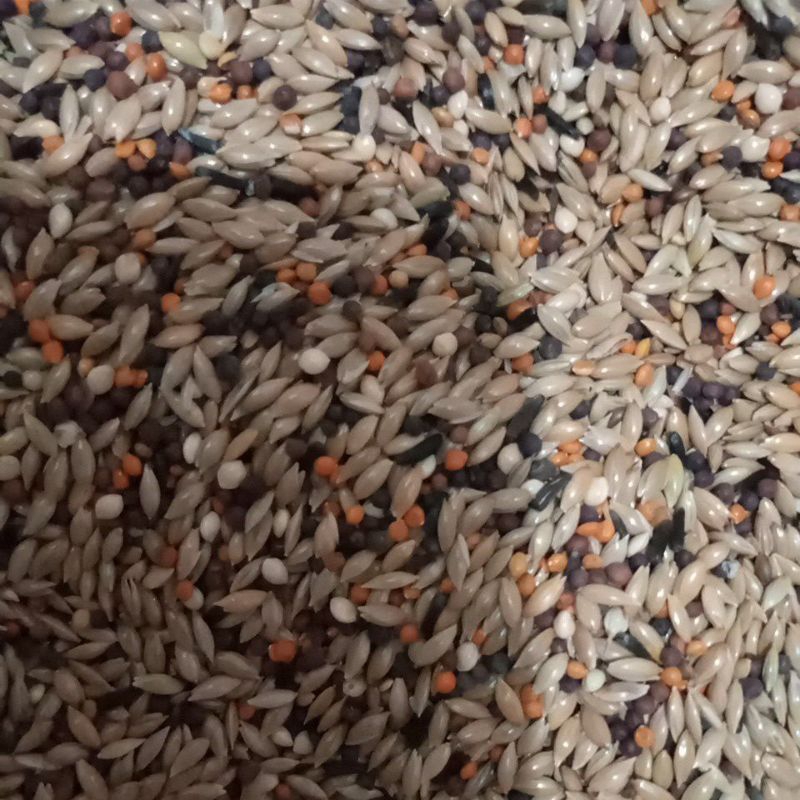 Jual SKF 31 Biji Kenari Campur 5 ( 500g ) Bersih 5 macam biji-bijian ...