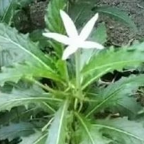 Jual bunga Kitolod sepesial isi 10 pcs | Shopee Indonesia