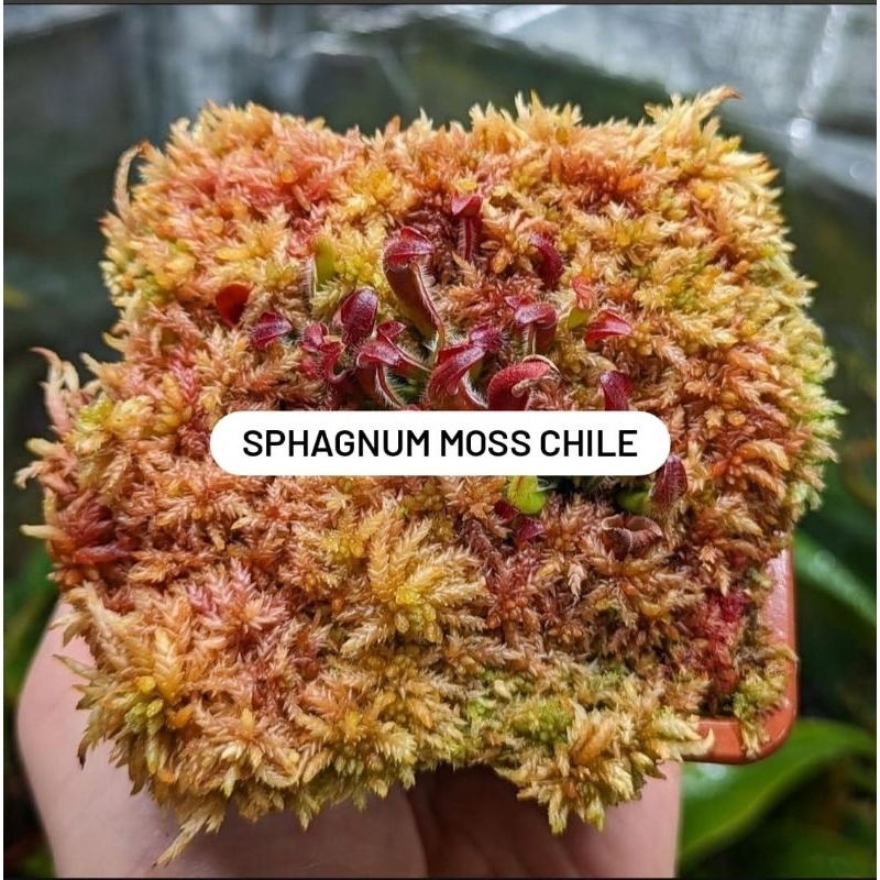 Jual Sphagnum Moss Chile PREMIUM (BUKAN MOSS PUTIH/LOKAL) | Shopee ...