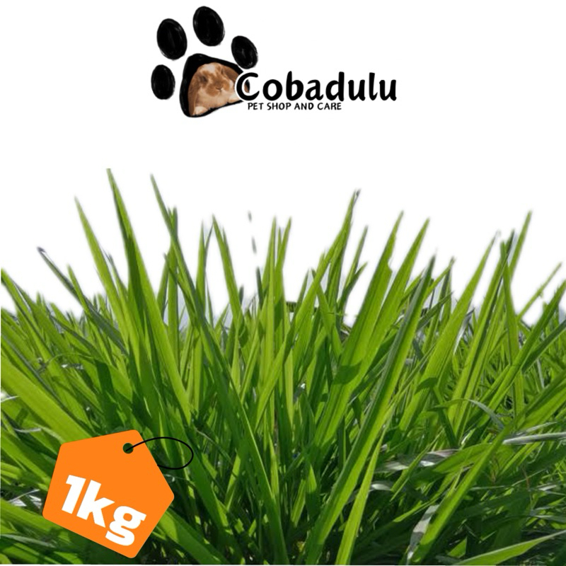 Jual Rumput odot segar pakan ternak, kelinci, marmut, kambing kemasan ...