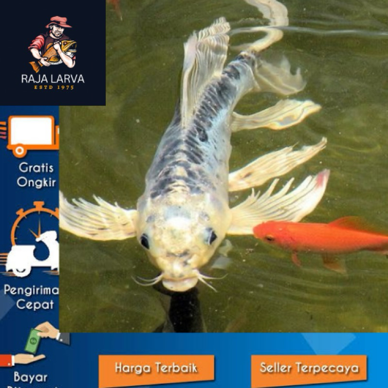Jual Paket sepasang koi slayer metalik kumpay 15 cm HQ | Shopee Indonesia
