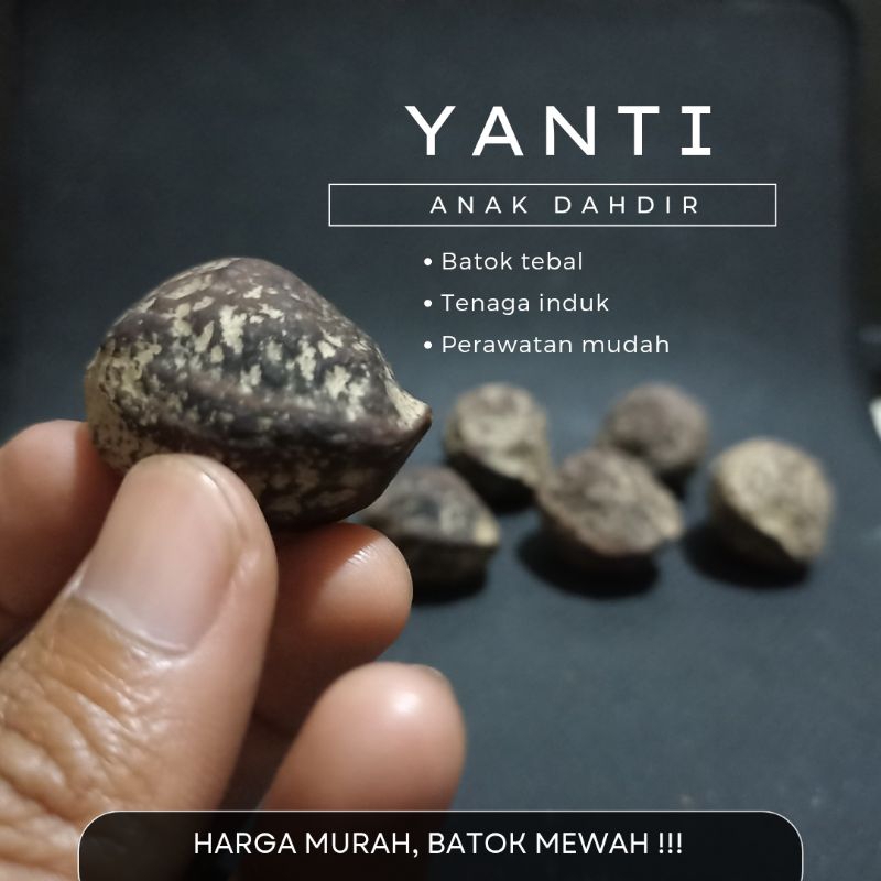 Jual Muncang Adu Jenis Yanti Anak Dahdir Rajapolah Batok Tebal Tenaga ...