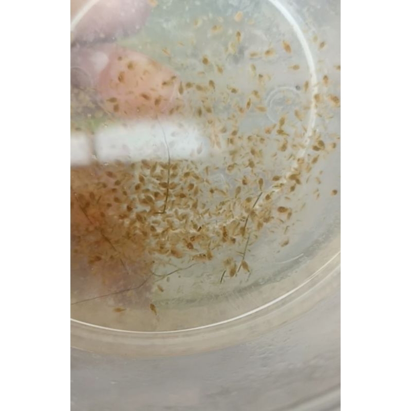 Jual pakan ikan DAPNIA MAGNA kutu air raksasa | Shopee Indonesia