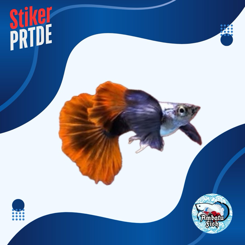 Jual Stiker premium Ikan Guppy PRTDE | Shopee Indonesia