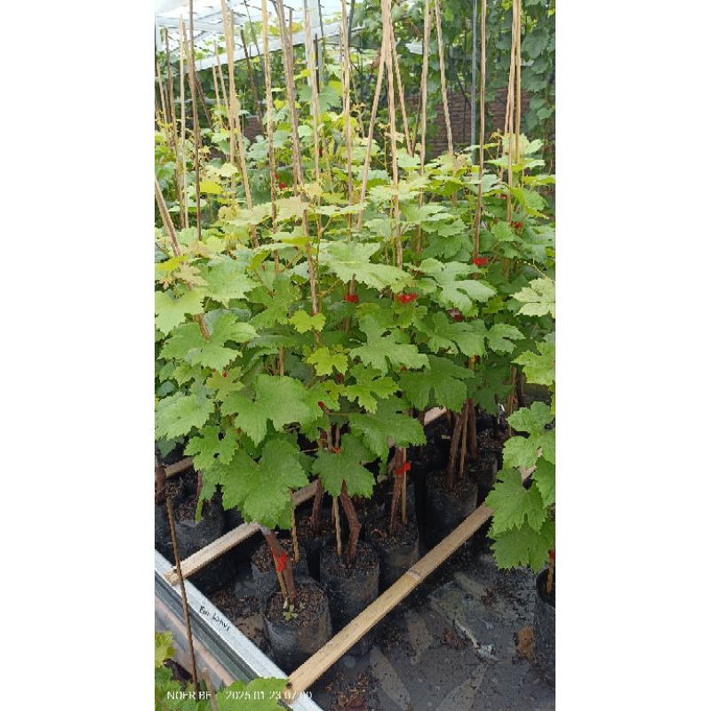 Jual bibit anggur Dixon 60cm | Shopee Indonesia