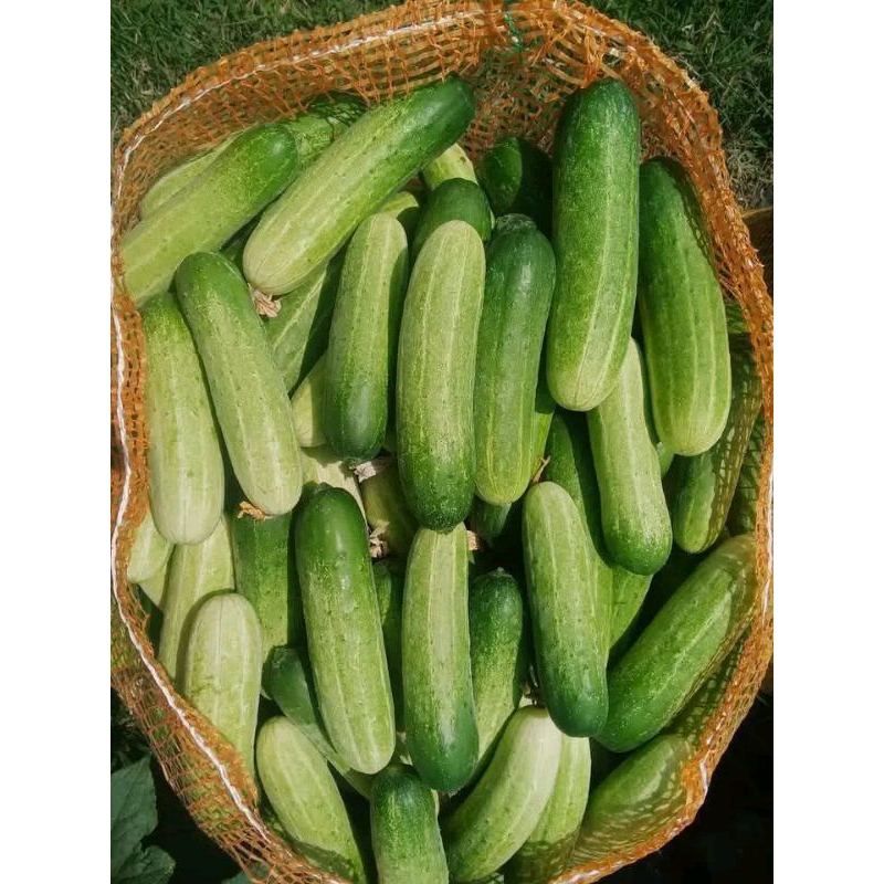 Jual timun 1 kg | Shopee Indonesia