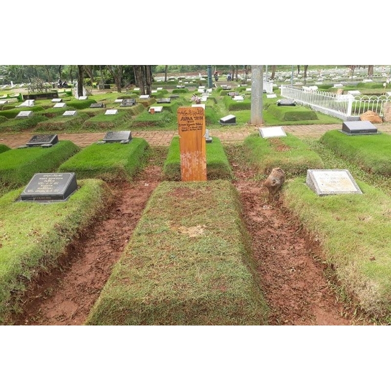 Jual KEBUN RAYA- Paket Rumput Jepang Hidup Untuk 1 Makam Tanpa Nisan ...
