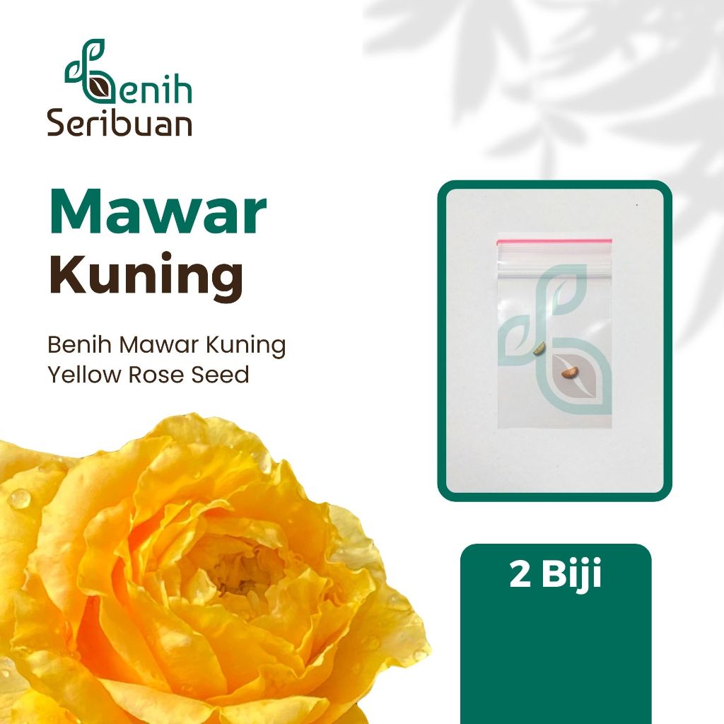 Jual Benih Seribuan - 2 Benih Mawar Kuning Unggulan | Shopee Indonesia