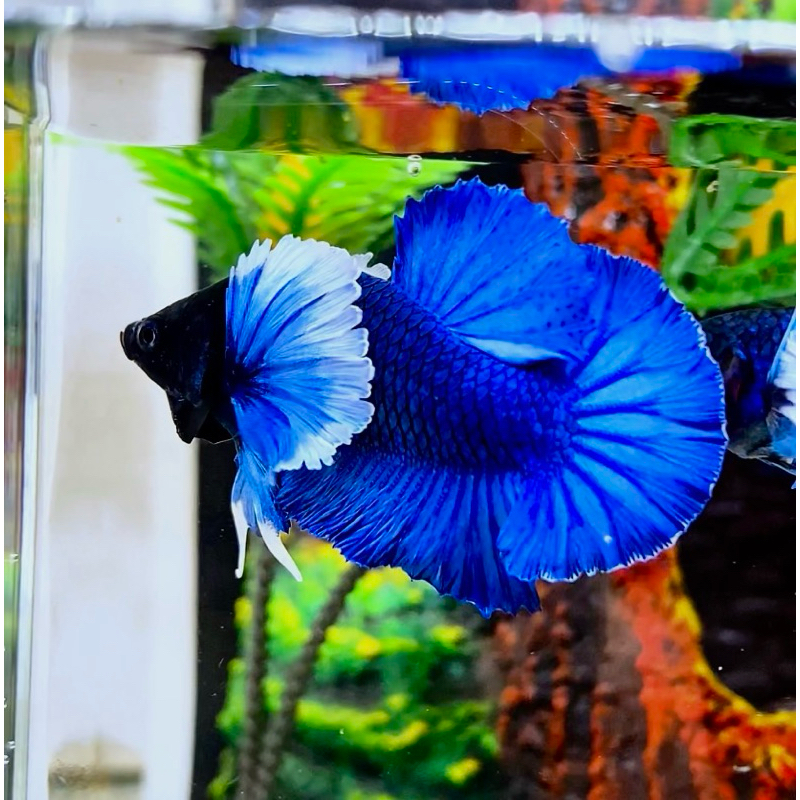 Jual Cupang PKDE Blue Bagus | Shopee Indonesia